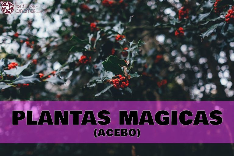 Acebo – Recetario Cocina