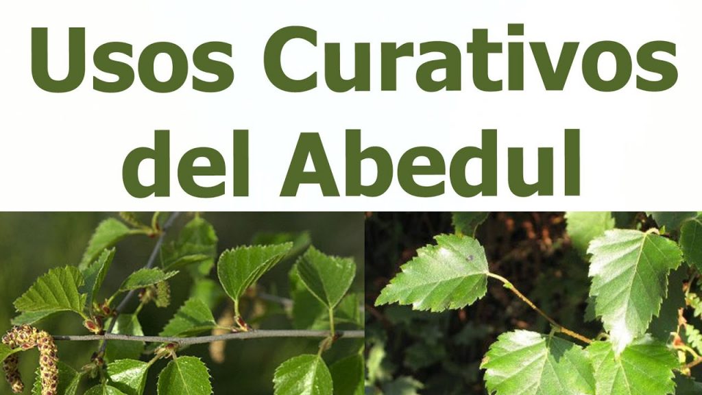Abedul – Recetario Cocina