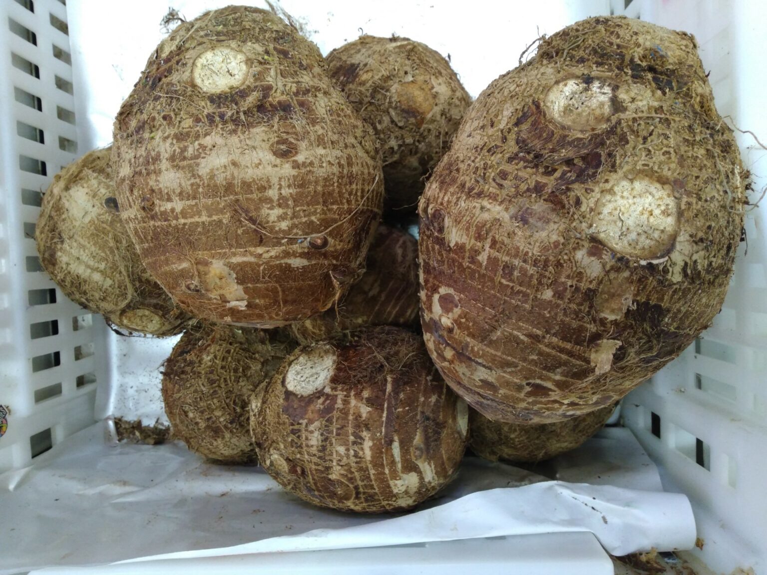 Malanga, Ocumo, Taro o Pituca – Recetario Cocina