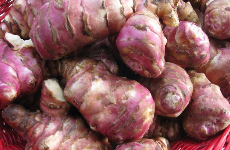 Tupinambo o Alcachofa de Jerusalén – Recetario Cocina